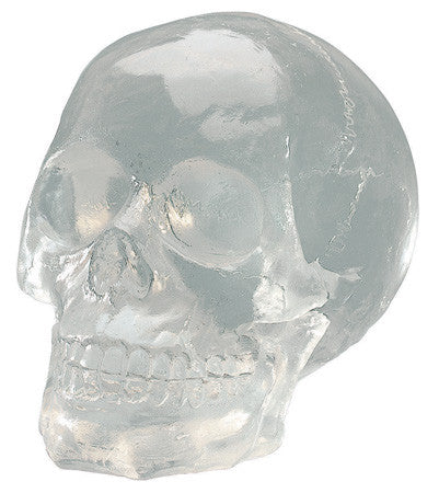 TRANSLUCENT SKULL, C/12 – Summit Collection Gifts